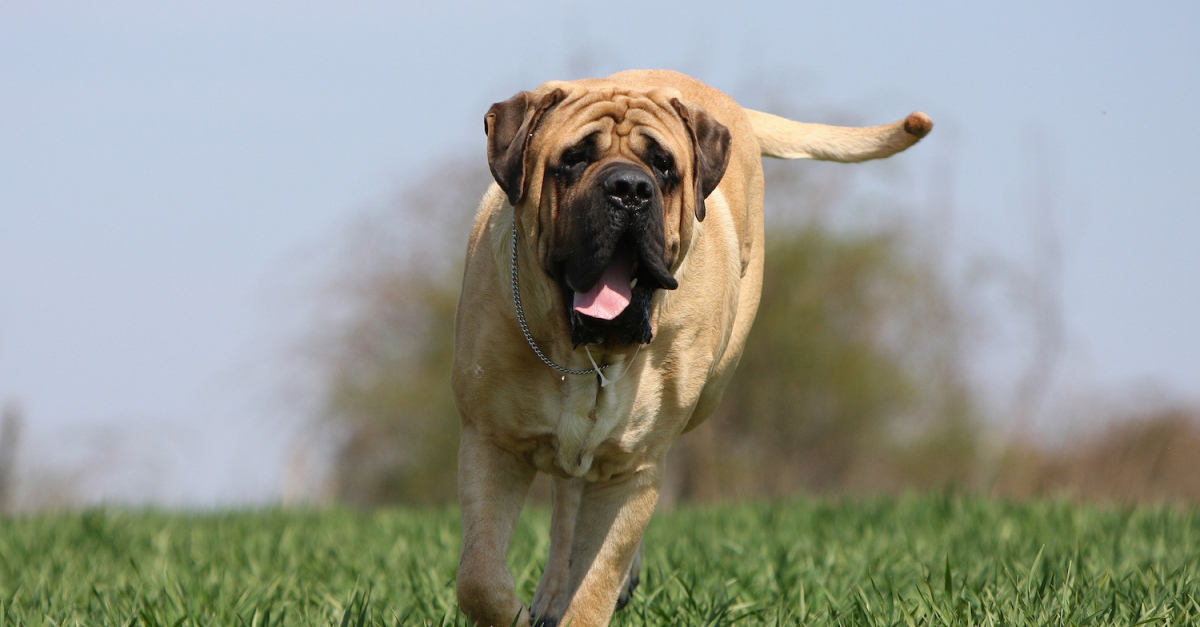 Mastiff : histoire, caractéristiques, éducation et coût