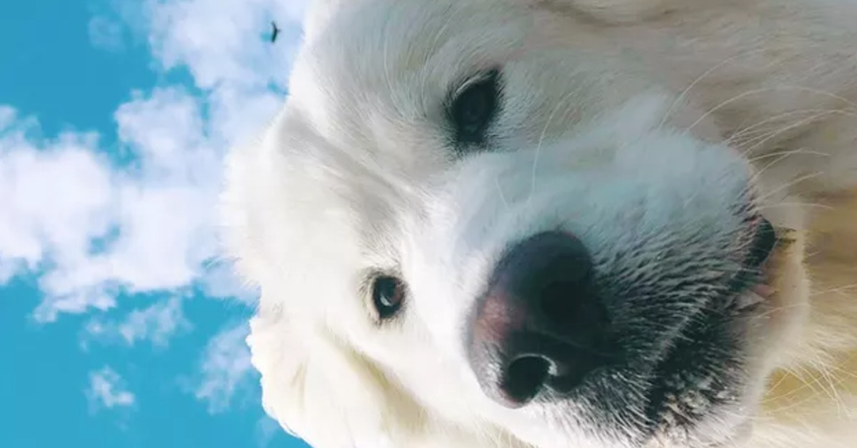 16 photos montrant ce à quoi peut ressembler un chien vu d'en bas