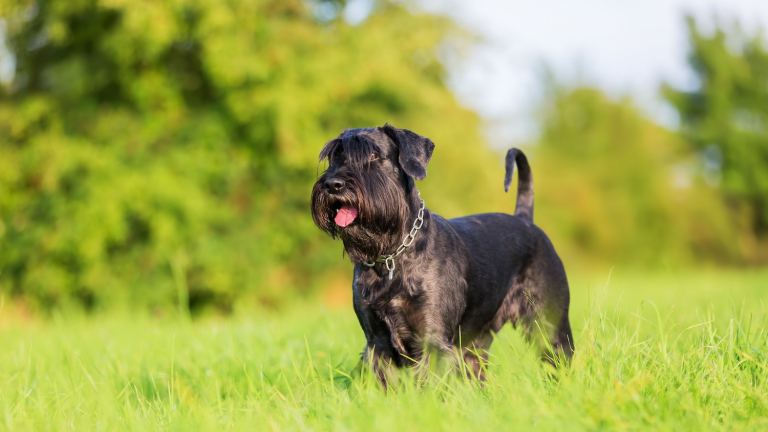 Schnauzer : histoire, caractéristiques, éducation et coût