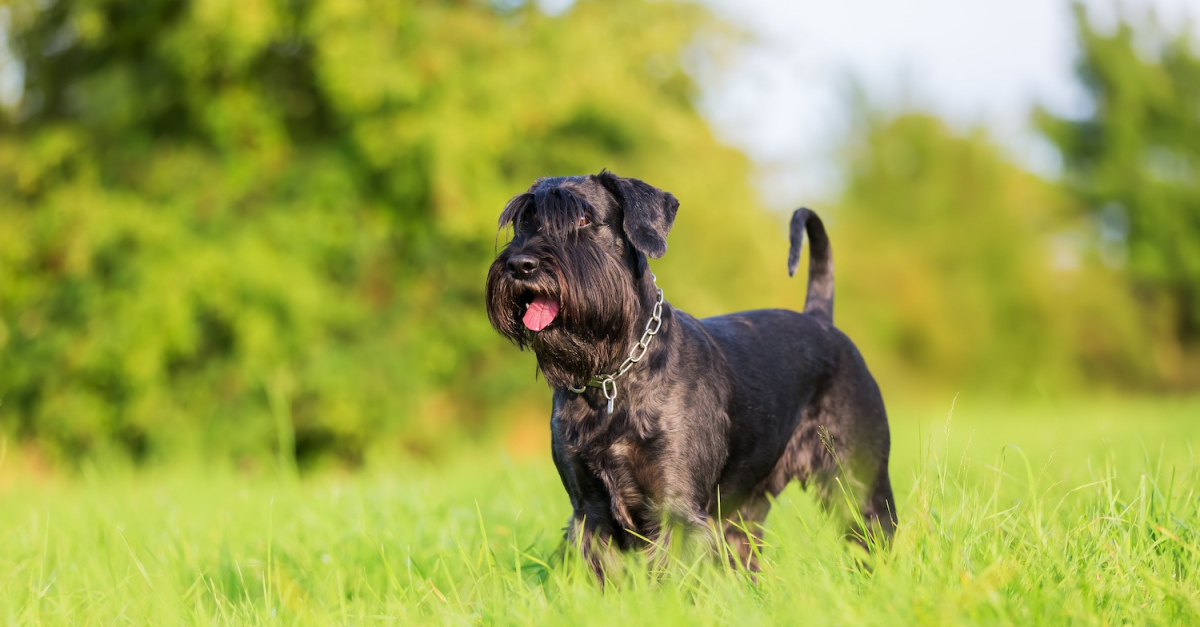 Schnauzer : histoire, caractéristiques, éducation et coût