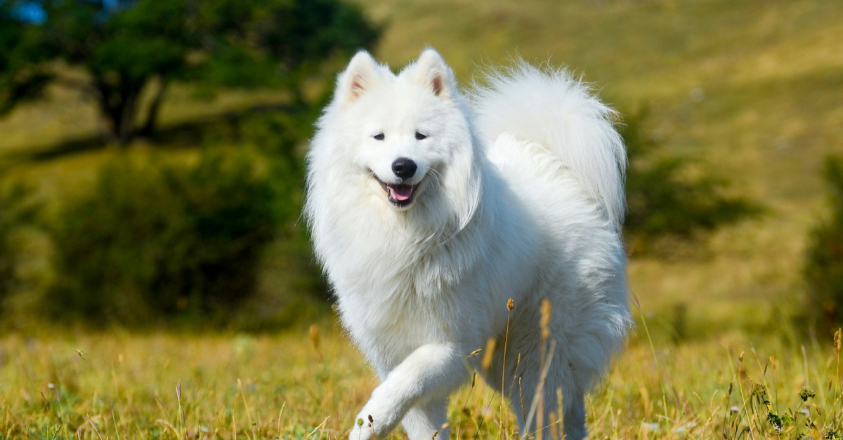 Samoyède : histoire, caractéristiques, éducation et coût