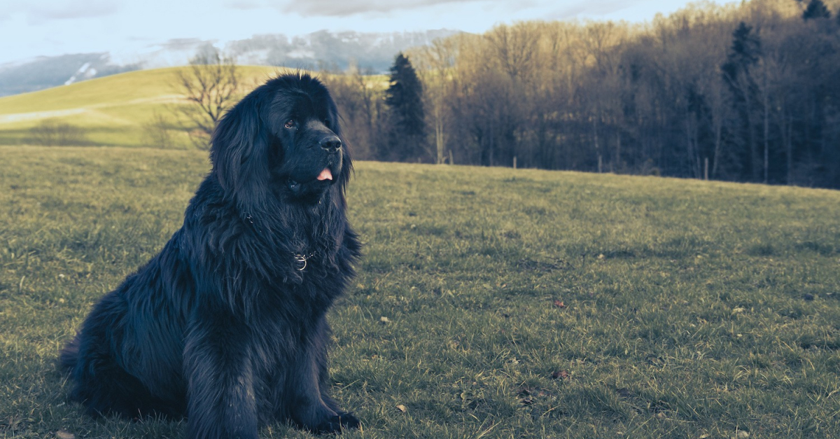 Terre-Neuve : histoire, caractéristiques, éducation et coût