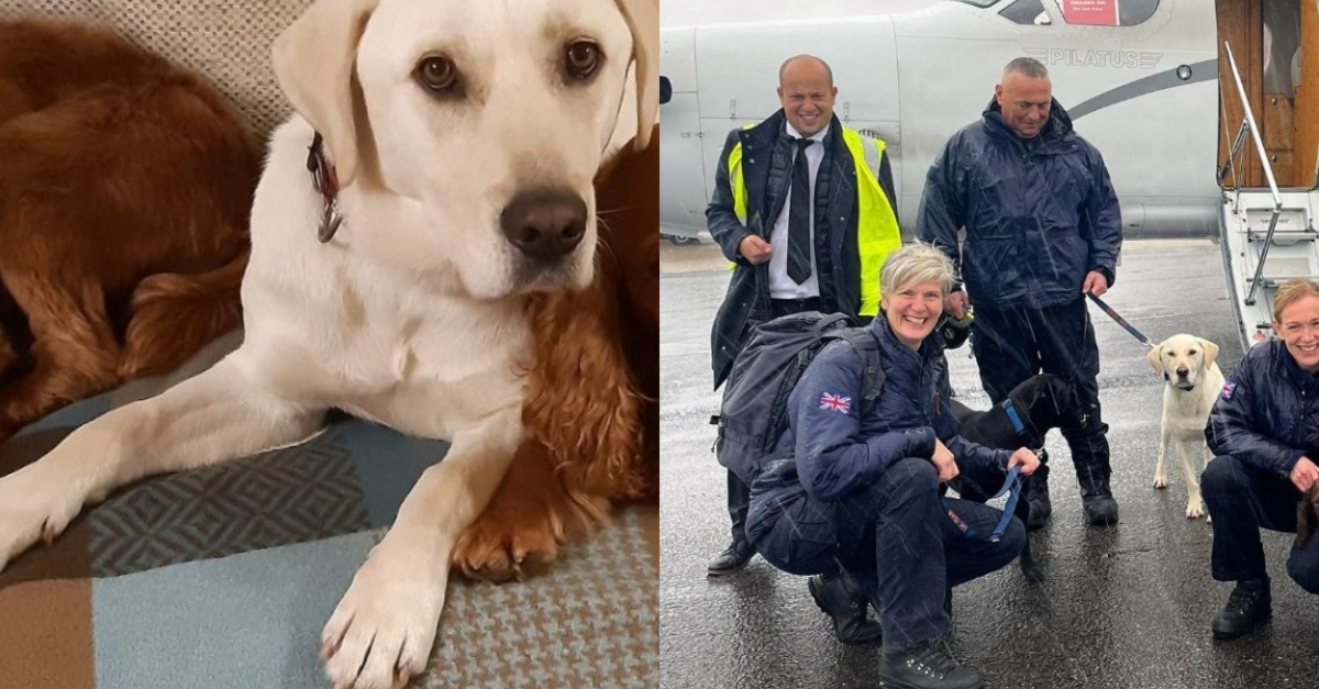 Ce Labrador, qualifié d’ingérable, n’était tout simplement pas à la ...