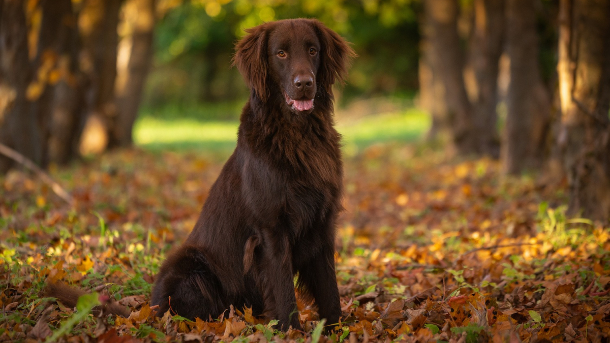 Flat-Coated Retriever : histoire, caractéristiques, éducation et coût