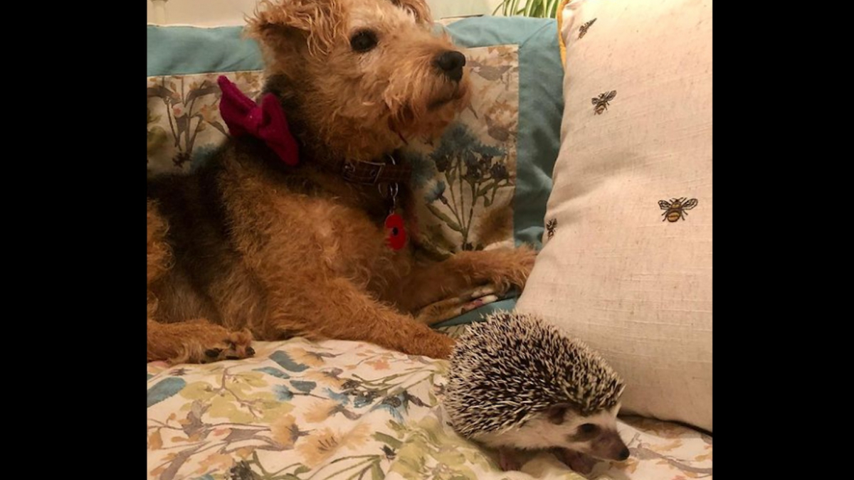 Après avoir été adoptés dans la même famille, une chienne et un ...