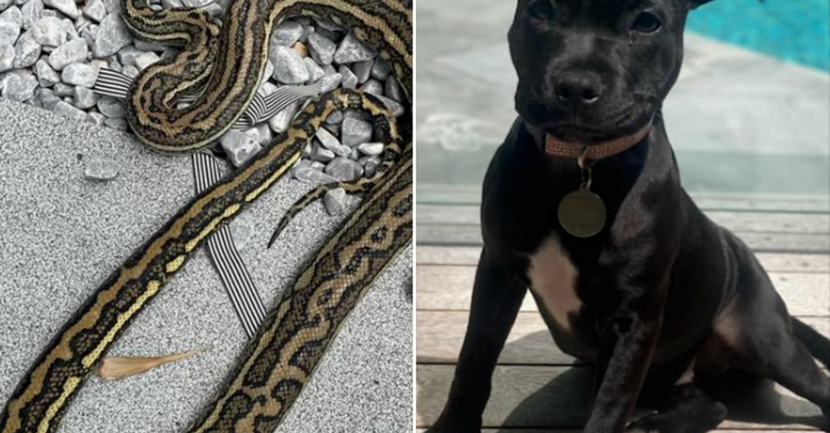 En Australie, un touriste a dû venir en aide au chien de la voisine ...