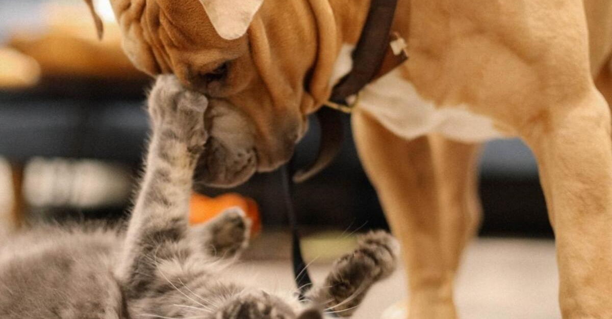 20 photos attendrissantes de chiens qui ont un chat comme meilleur ami