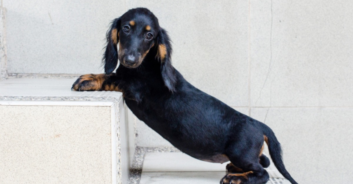 10 photos adorables de chiots faisant de leur mieux pour monter les marches