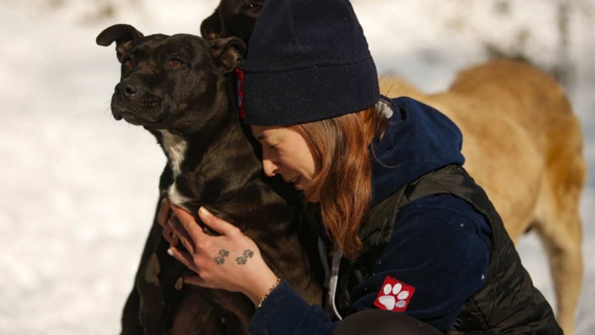 Un couple accueille 60 chiens errants chez lui pour les sauver des ...