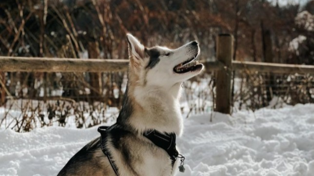 Vidéo : cette Husky aveugle devient folle de joie lorsqu’elle découvre ...