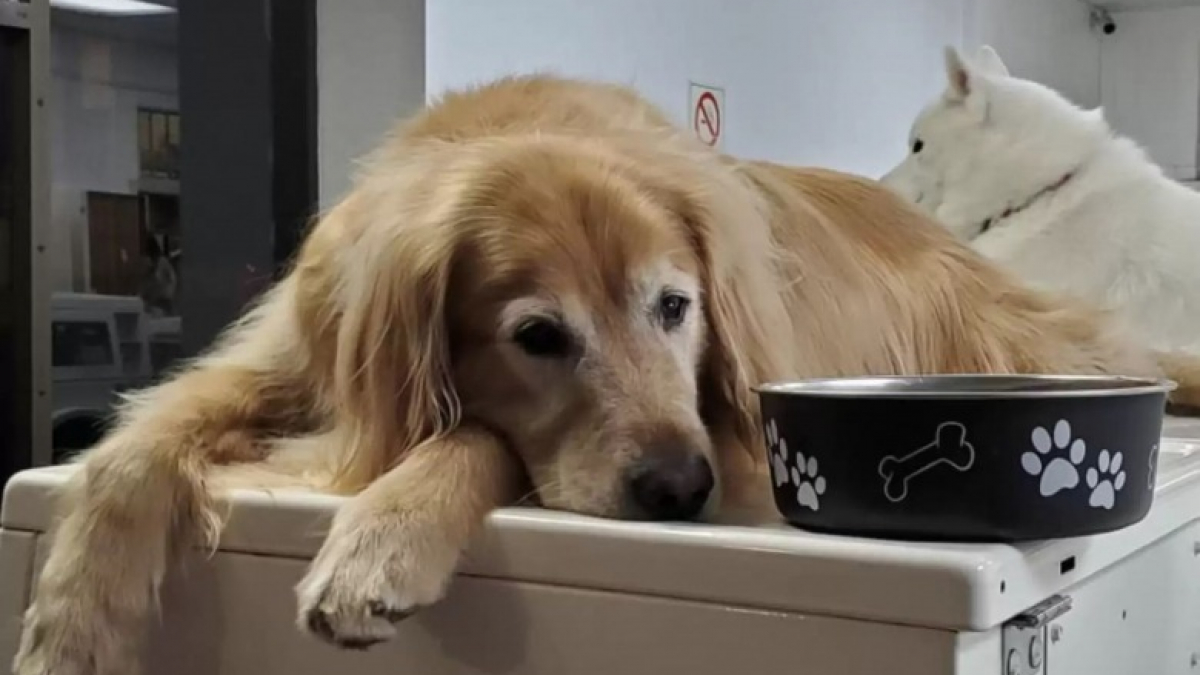 Ce Golden Retriever passe son temps allongé sur des lave-linges, à ...