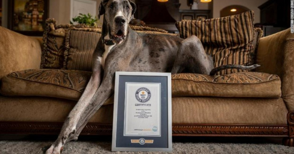 La taille hors norme de ce Dogue Allemand fait officiellement de lui le ...