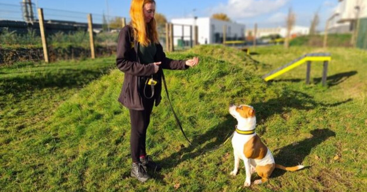 Ce croisé Staffordshire Bull Terrier apprend la langue galloise pour ...