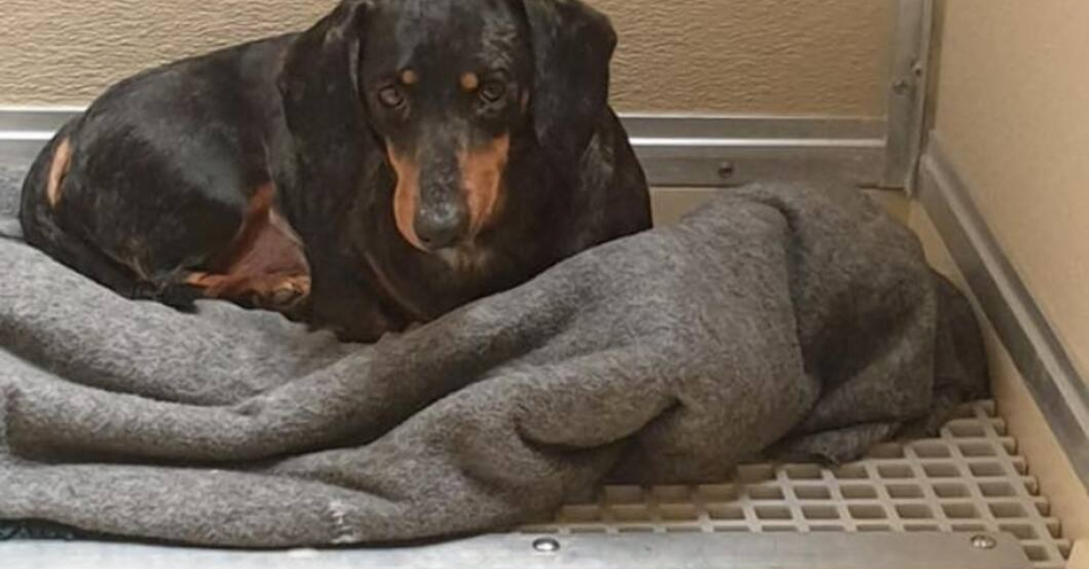 Les maîtres d'un Teckel trop âgé pour se reproduire n’avaient aucun ...