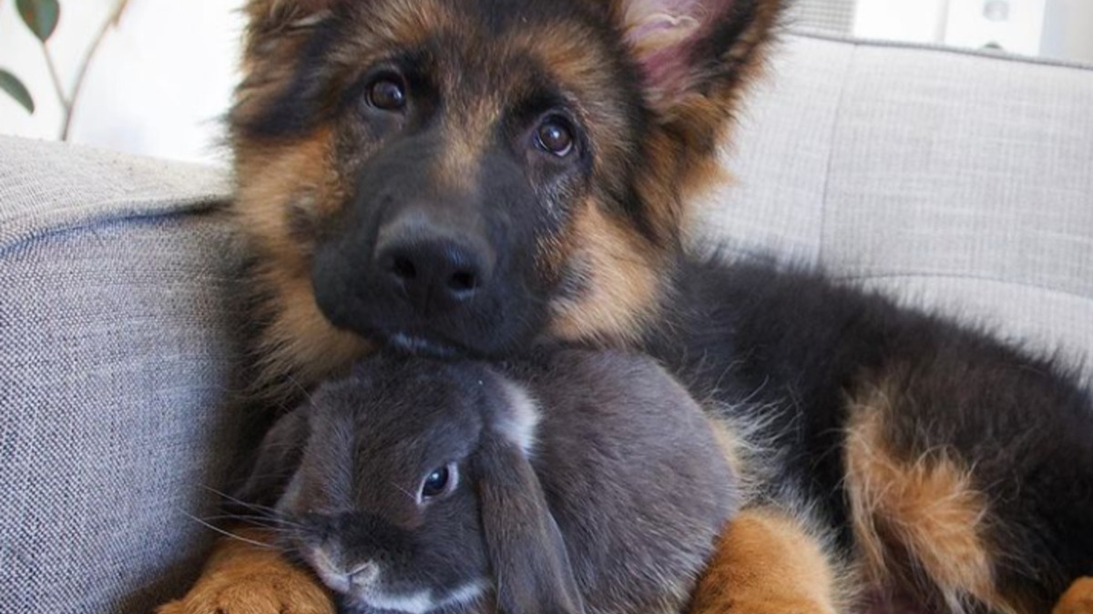 11 photos de chiens qui ont choisi pour amis des animaux d'autres espèces