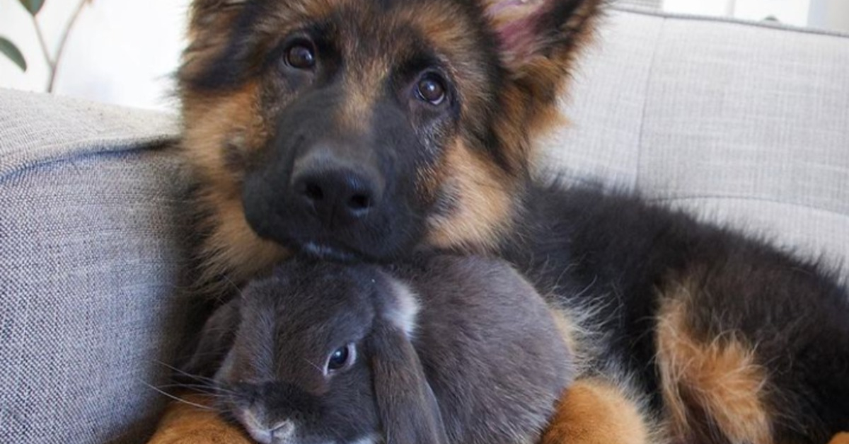 11 photos de chiens qui ont choisi pour amis des animaux d'autres espèces