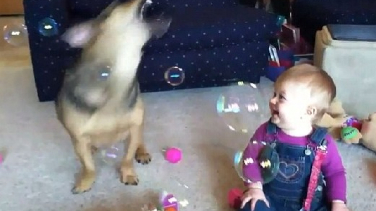 Vidéo : un bébé rit aux éclats en voyant son chien sauter en l’air pour ...