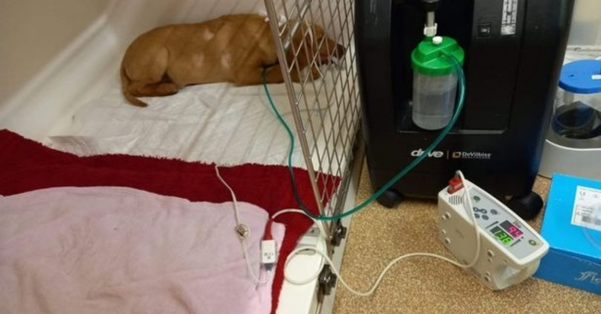 La mauvaise expérience de ce Labrador met en garde tous les ...