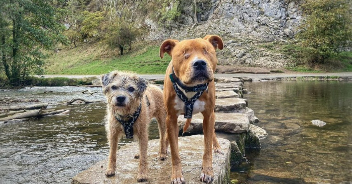 Un chien aveugle mène une vie pleine d’aventures grâce à son frère ...