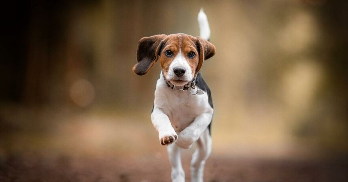 20 photos de chiens fonçant joyeusement sur vous pour vous faire la fête