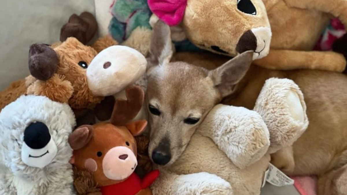 20 photos de chiens âgés qui inspirent sagesse et affection