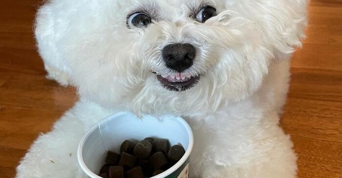 20 photos ravissantes de Ham Arang, Bichon à poil frisé dont la bonne ...