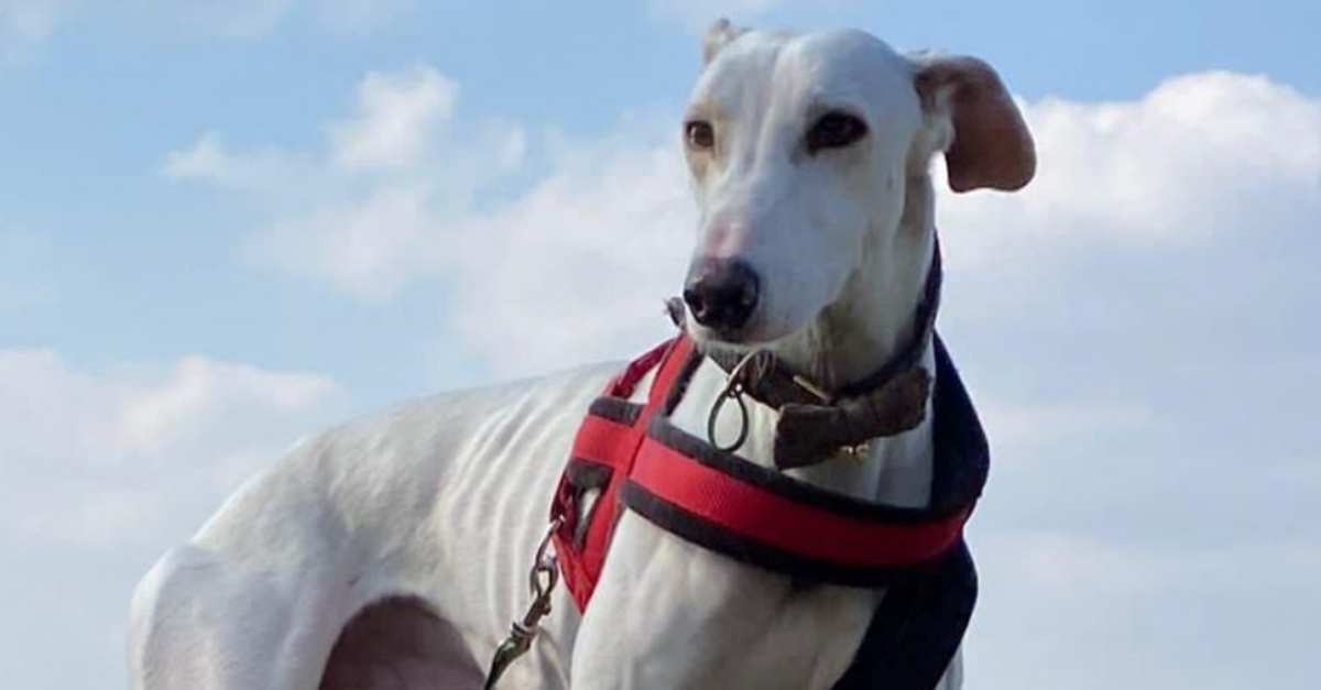 Un refuge partage un message émouvant de la part d’un de ses chiens ...