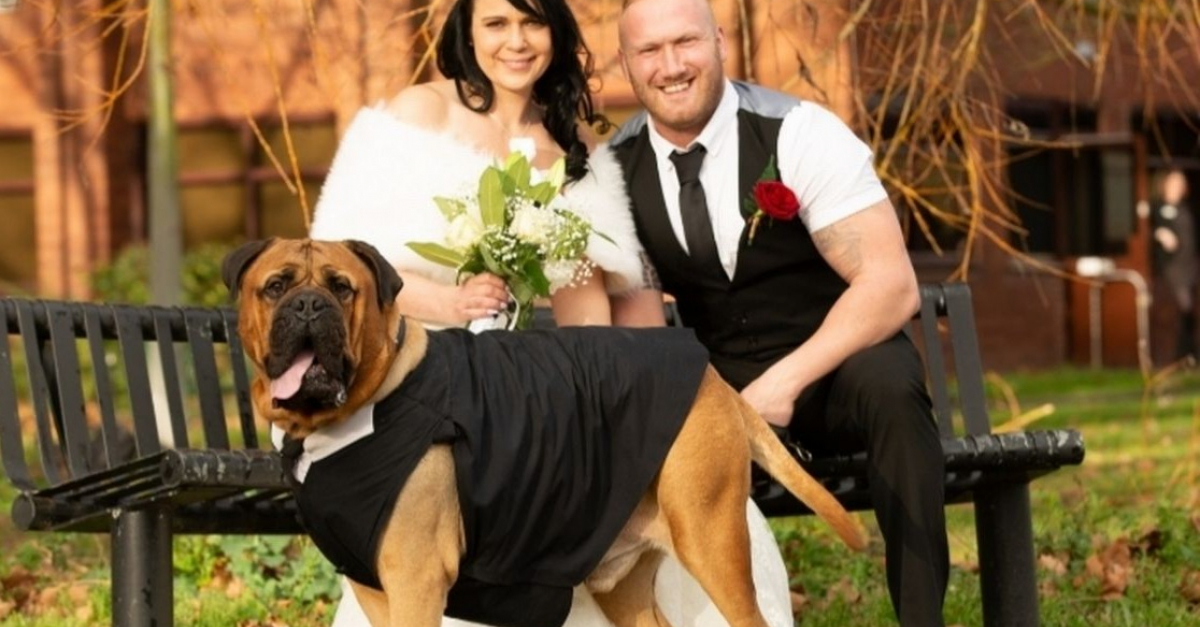 Un couple décide d’avancer la date de son mariage, pour que son chien ...