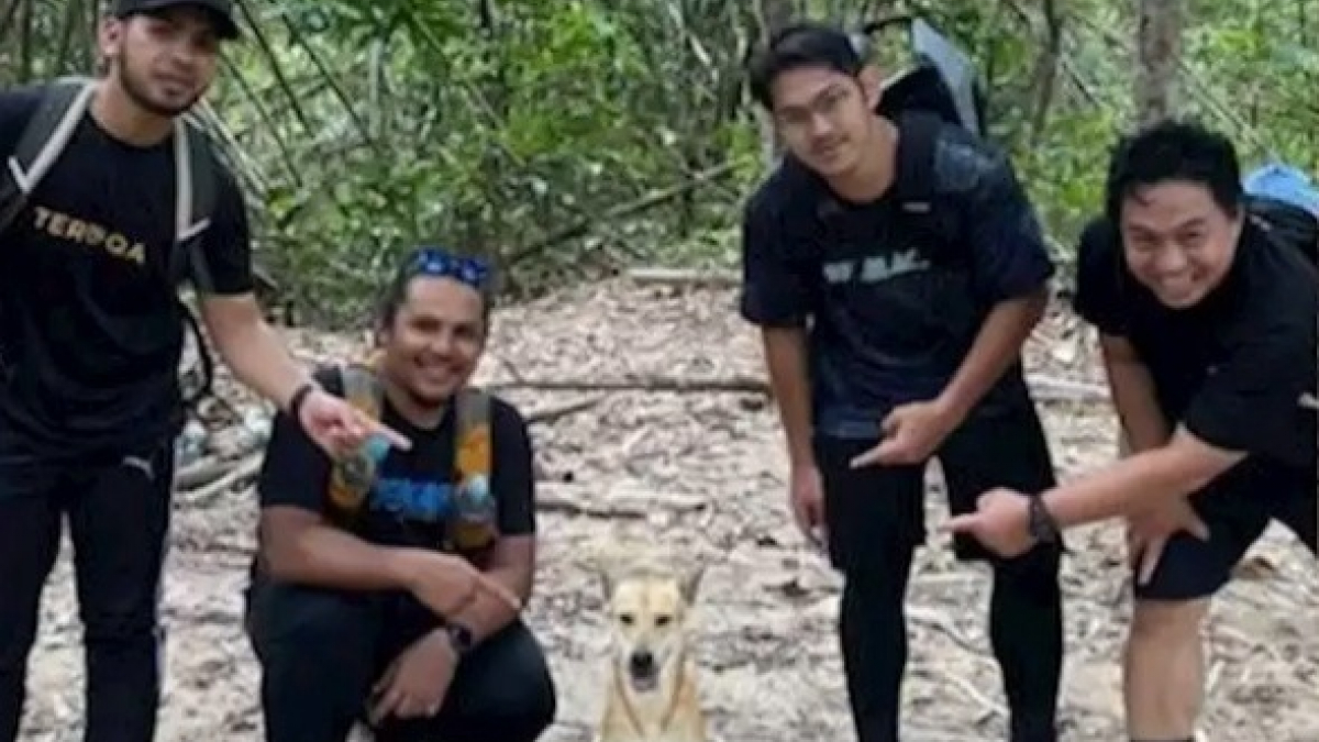 Vidéo : Un chien errant rencontre des randonneurs et décide de les ...