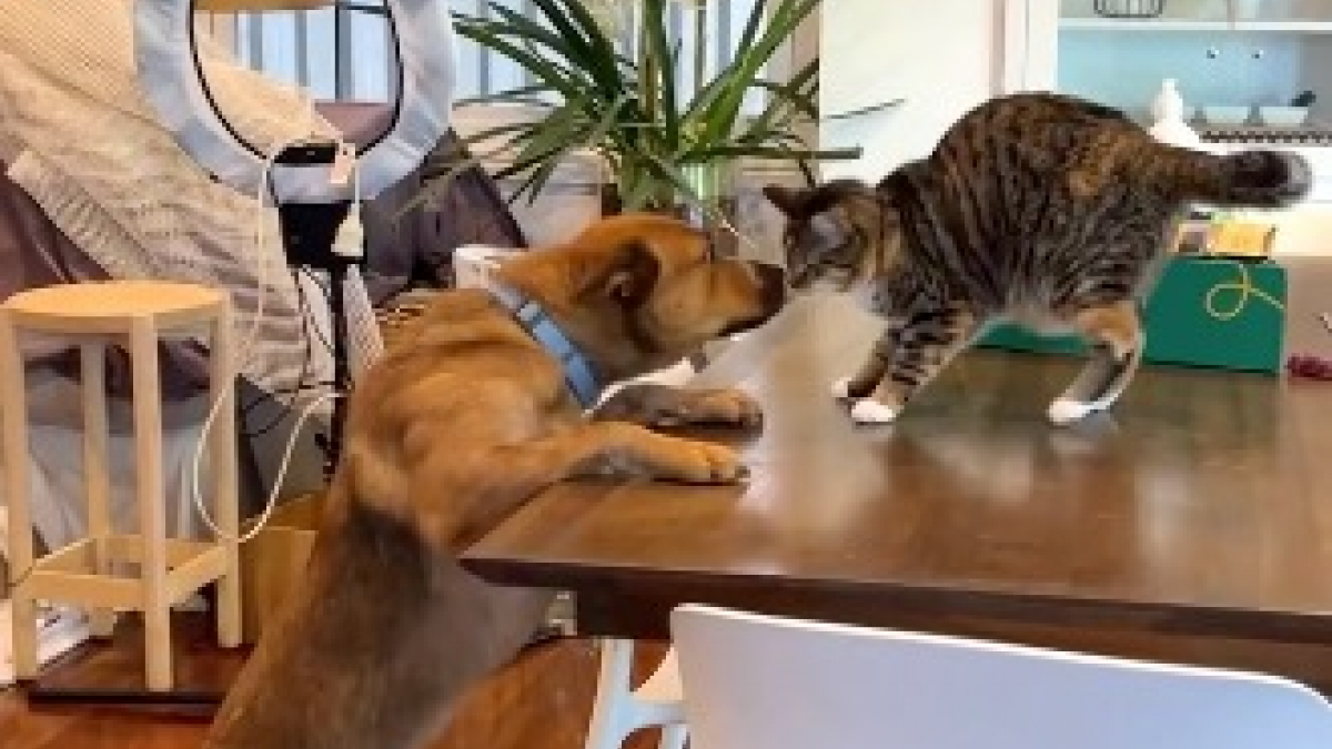 Vidéo : Winnie le chien retrouve sa meilleure amie féline Bobbie après une année loin l'une de l ...