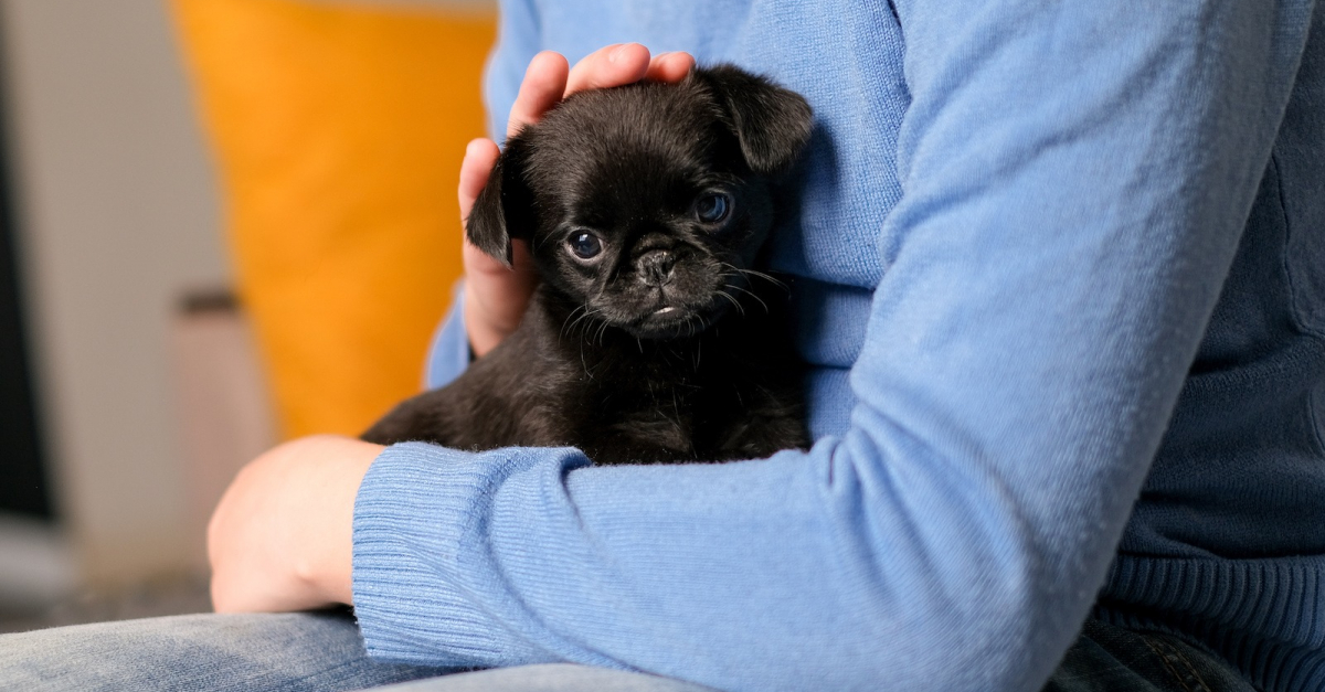 Adopter un chiot : nos conseils avant de se lancer