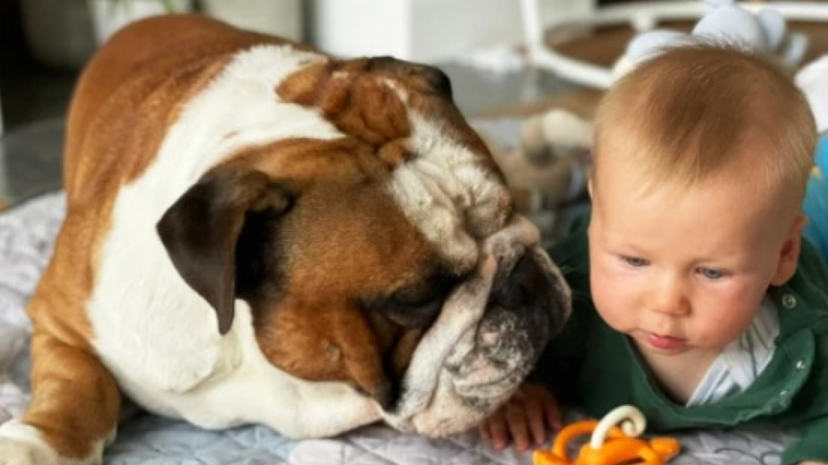 Ce Bouledogue et ce bébé ont noué une relation spéciale et fusionnelle ...
