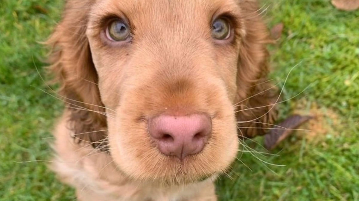 15 photos qui vous feront tomber amoureux de Winnie, Cocker Anglais au ...