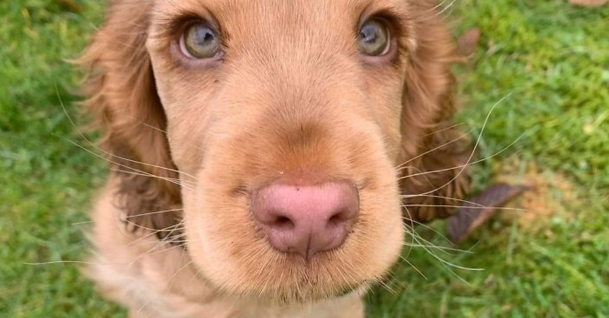 15 photos qui vous feront tomber amoureux de Winnie, Cocker Anglais au regard irrésistible