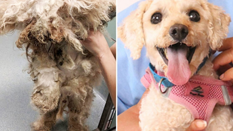 Vidéo : L’incroyable métamorphose d’un chien négligé et dont le visage ... Vidéo : L’incroyable métamorphose d’un chien négligé et dont le visage ...