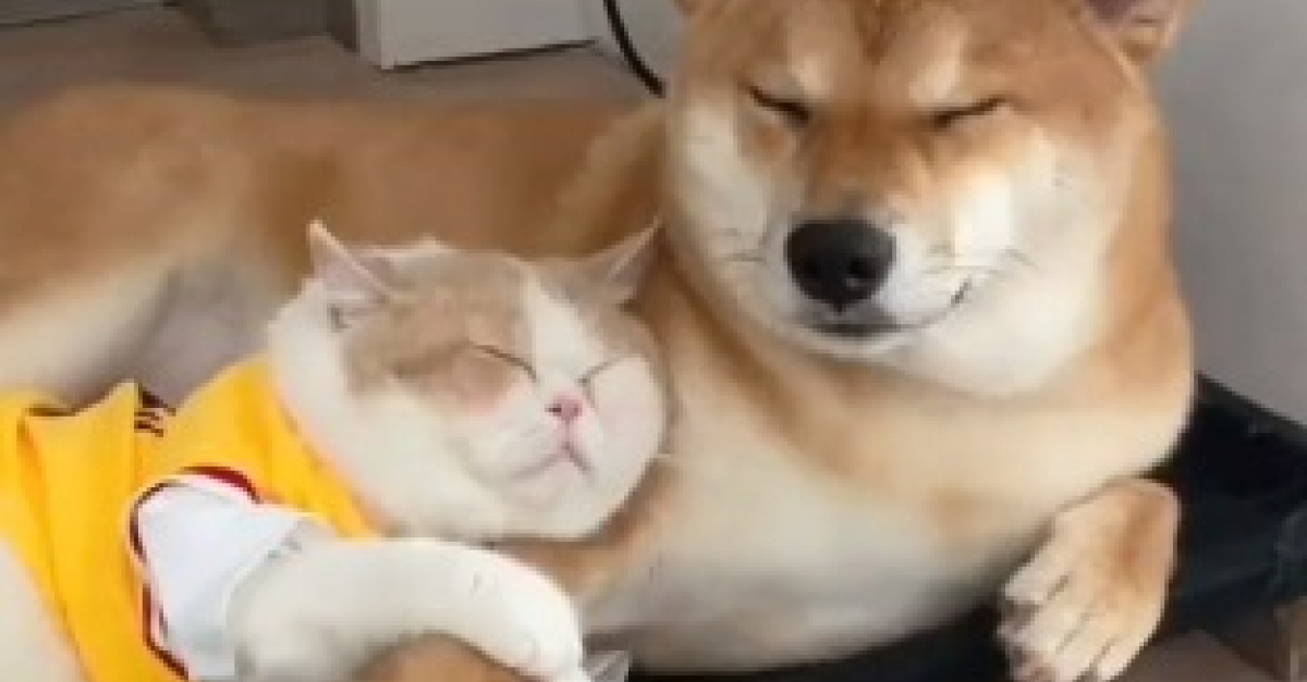Une vidéo montrant l’amour fusionnel entre un chien et un chat fait ...
