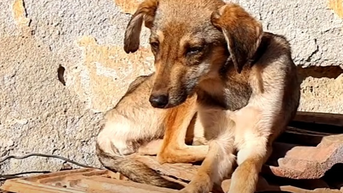 Un chiot errant et affamé va petit à petit reprendre goût à la vie en retrouvant amour et sécurité