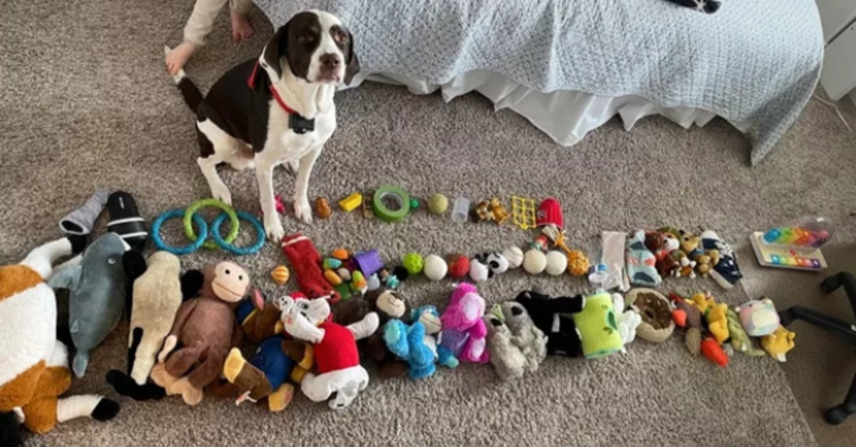 14 photos offrant un petit aperçu du degré de drôlerie que les chiens ...