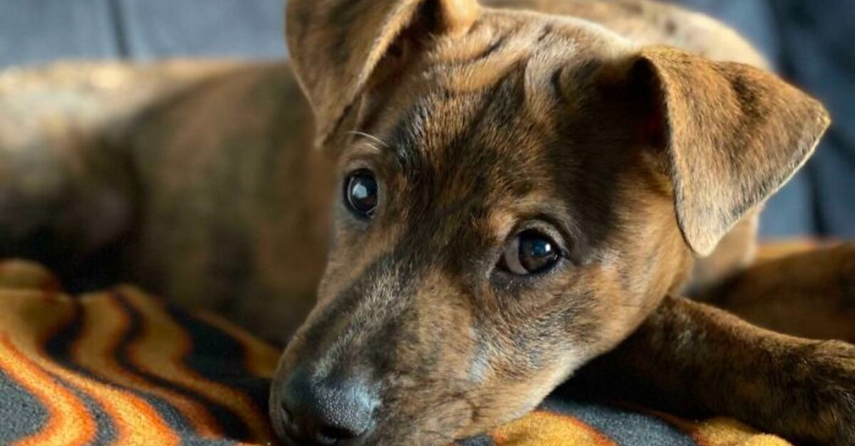 20 photos réconfortantes de chiens qui retrouvent leur joie de vivre ...