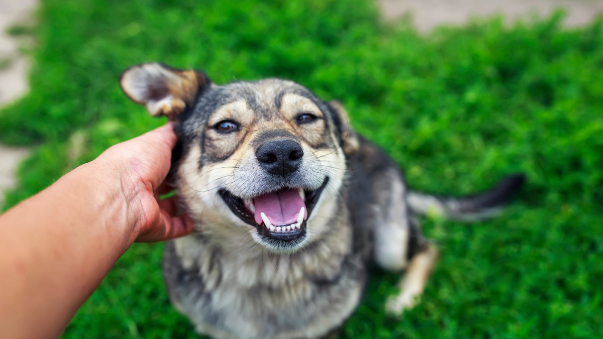Caresser un chien : les bons gestes à adopter