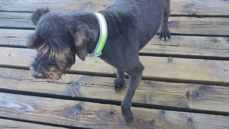 Le vol d’un petit chien dans leur camionnette laisse ses propriétaires ...
