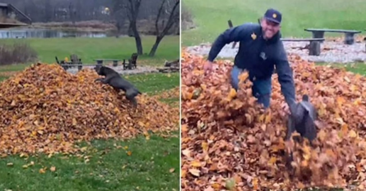 Un chien sauve son maître d’un immense tas de feuilles, dans lequel il ...