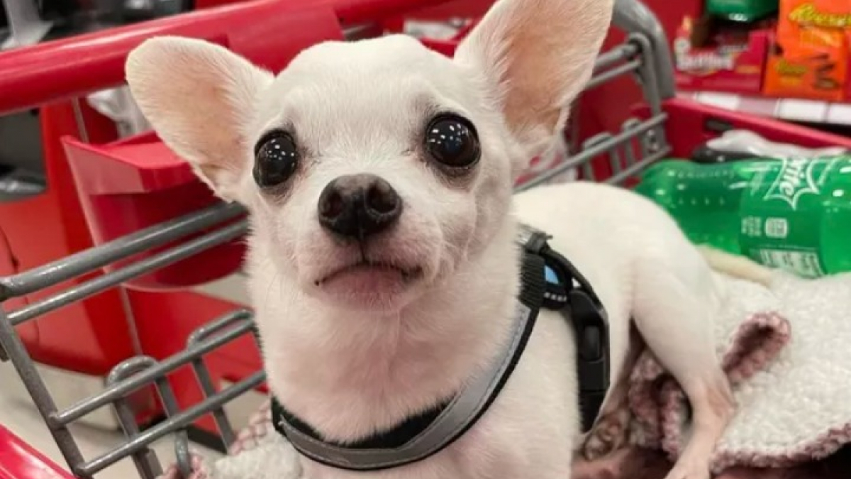 17 photos de chiens fans de shopping