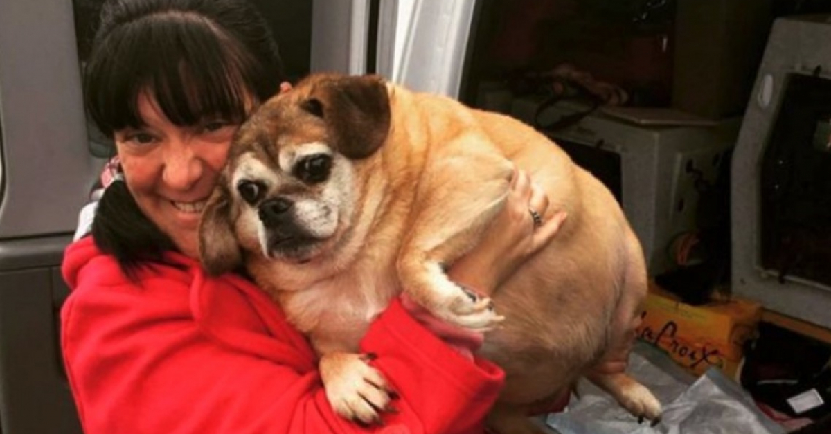 Une entraîneuse fitness pour chien découvre la photo d'un Beagle obèse ...