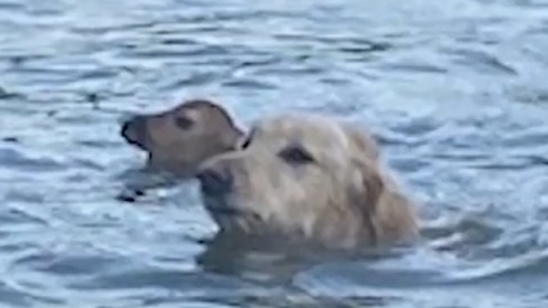 Sauvé de la noyade par un adorable chien, ce faon est reconnaissant ...