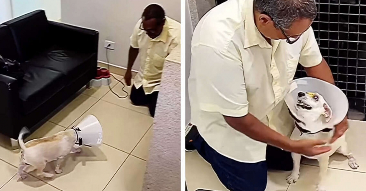 Ce vétérinaire fait des miracles et redonne la vue à ce chien trop ...