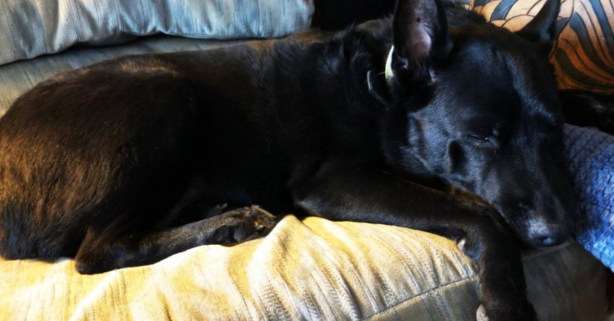 Après avoir vécu le pire, ce chien est désormais heureux aux côtés du ...