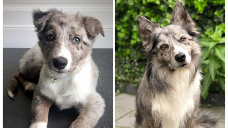 20 photos montrant que même en grandissant, les chiens gardent leur ...