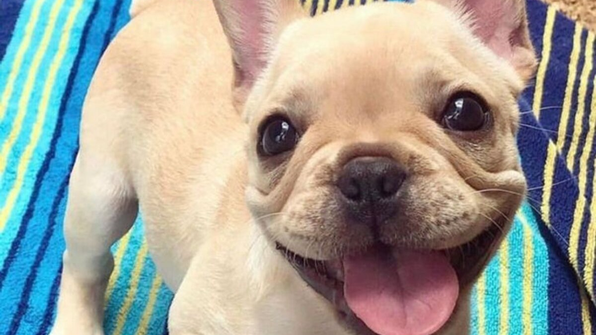 18 photos de chiens laissant libre cours à leur joie et leurs émotions