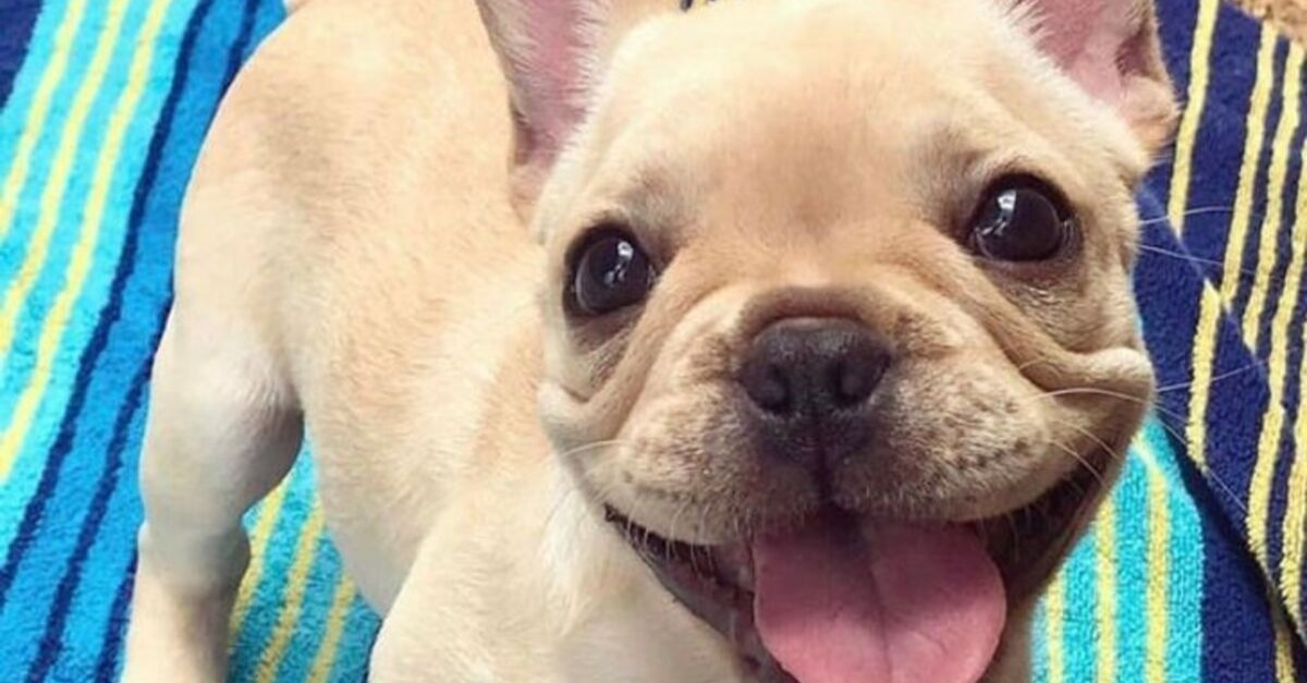 18 photos de chiens laissant libre cours à leur joie et leurs émotions